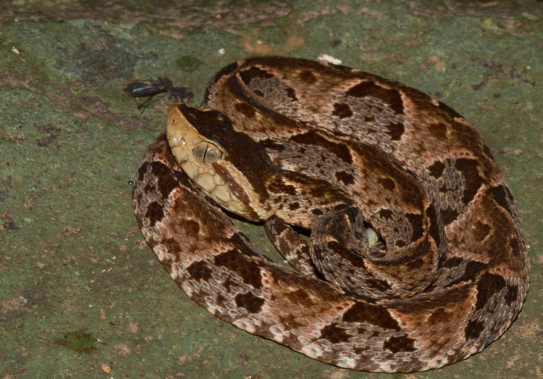 Serpiente Bothrops asper